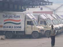 Struggling Delhi Milk Scheme turning the corner | Business Standard News