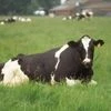 Cow Chewing Cud Gif