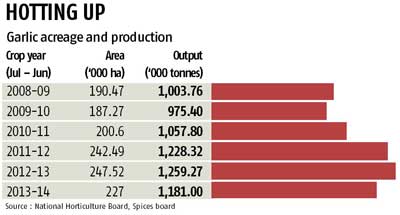 Garlic price surges on seasonal demand | Commodity - Food & Edible Oils ...