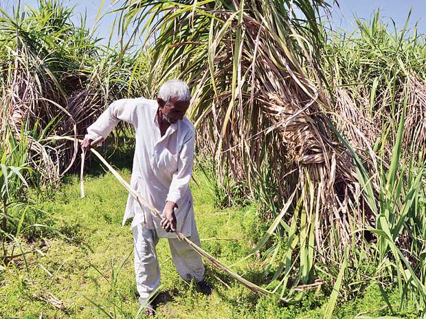 Sugar shares hit 52-week high; Dharani Sugars, Thiru Arooran Sugars up ...