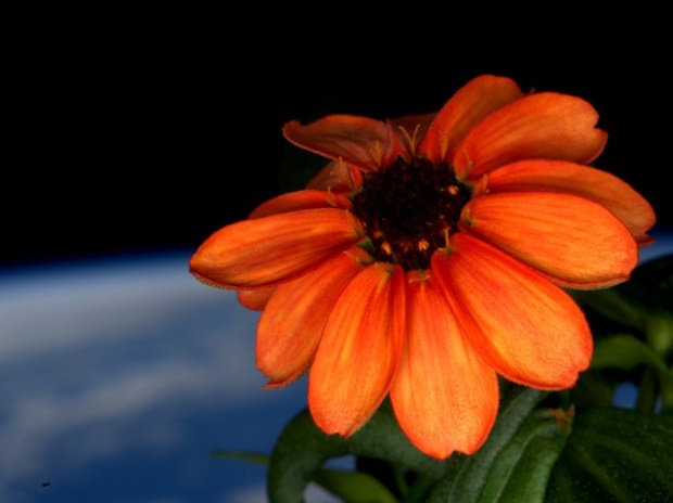 Revealed: the first ever flower, 140m years ago, looked like a magnolia ...