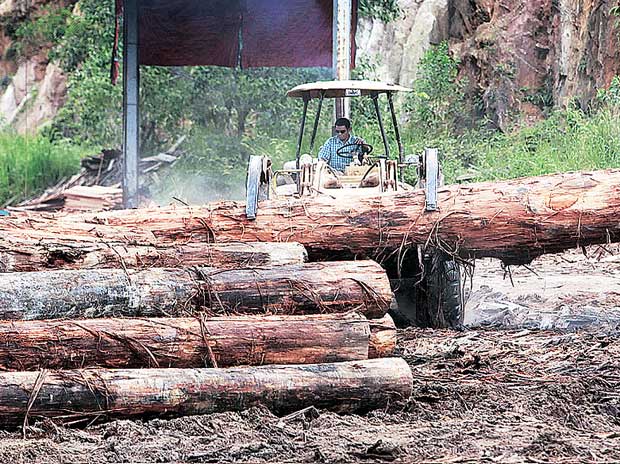 Maharashtra government takes back control of forest trade | Economy ...