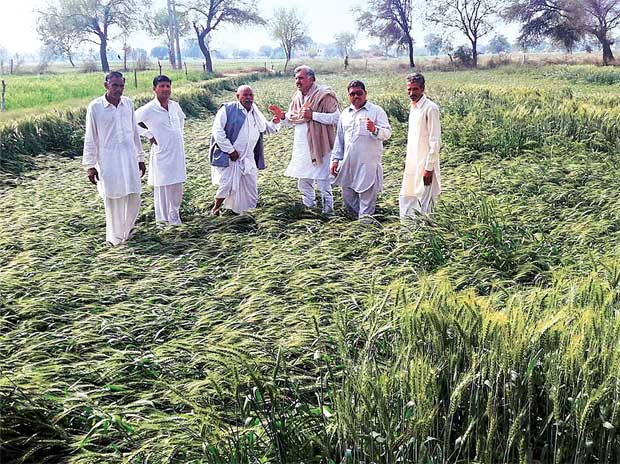 Rain, hail hit standing crops | Business Standard News
