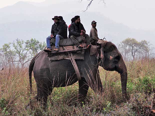 African elephants suffer worst decline in 25 years