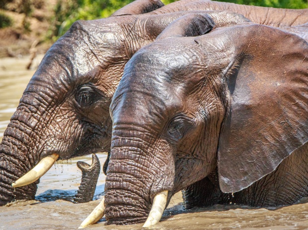 Elephants have high cancer resistance. Here's how they can help us ...