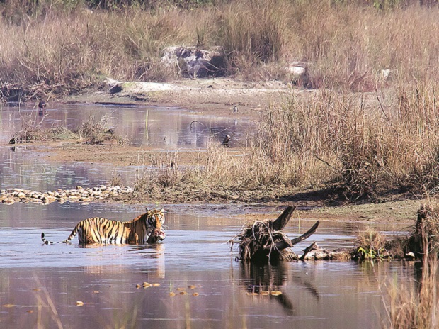 A safari in tiger country | Business Standard News