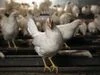 Hypocrisy on chewing animals: Why aren't we outraged about eating ...