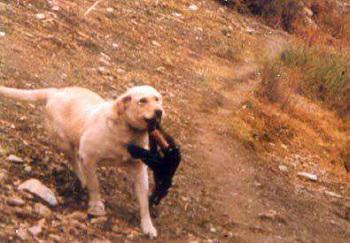 The story of India's most celebrated animal war heroes