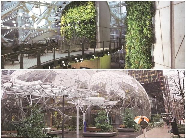 Inside Amazon's giant spheres, where workers chill in a mini rainforest ...