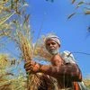 Rice over riots in Chhattisgarh: The paddy trade in Red hotbed
