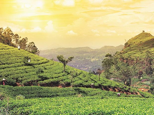 Assam Company high on valuation of McLeod Russel's tea gardens ...