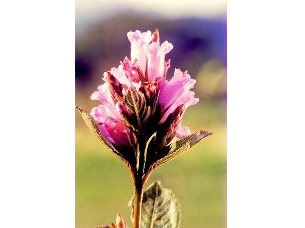 After a wait of 12 years, neelakurinji flowers will return to Western Ghats