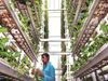 Skyscraper farms, solution to world's rising food demand, set to go ...