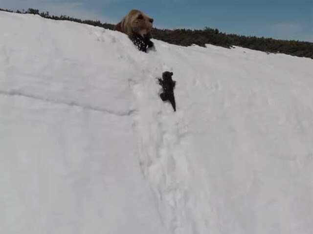 How viral bear video reveals dark side of filming animals with drones ...