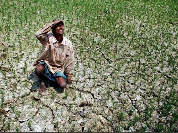 Short-duration crops take a hit as water crisis strikes Tamil Nadu ...