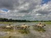 Six states, two crops show stress due to erratic rains: CRISIL Drip ...