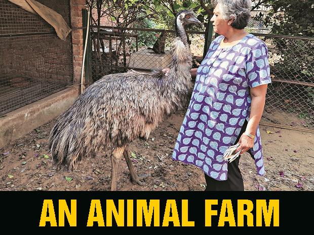 A unique shelter that is heaven for more than 700 unwanted animals ...