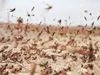 Locust control measures over 566,000 hectares in 10 states so far ...