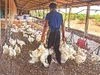 Food inflation in India to increase as chicken, milk may cost more ...