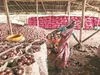 Centre lifts ban on onion exports from January 1 as prices plunge | Business Standard News