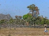 Rajasthan: Locusts swarms destroy crops in Dholpur; farmers panic | Business Standard News