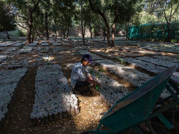 How a 10 billion-tree plan is restoring Pakistan's lost forests ...