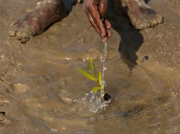 How a 10 billion-tree plan is restoring Pakistan's lost forests ...