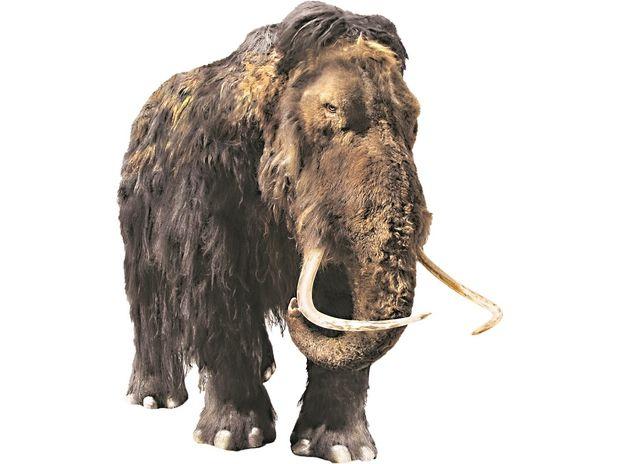 A mammoth project to help endangered species and planet | Environmental ...