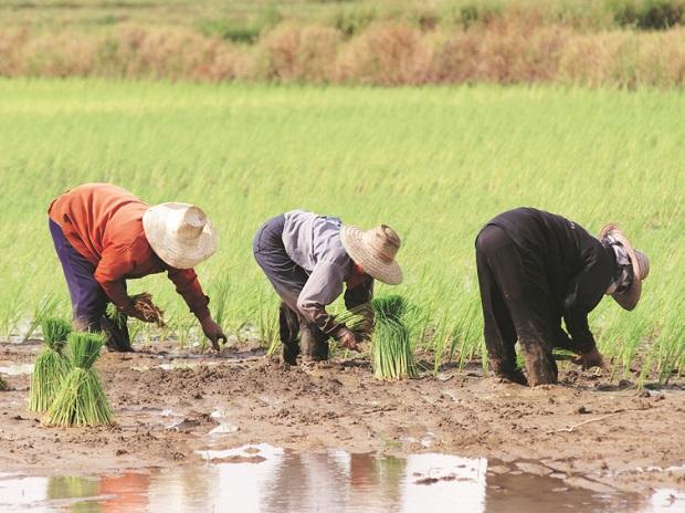 China's answer to rising sea levels, food insecurity: 'seawater rice ...