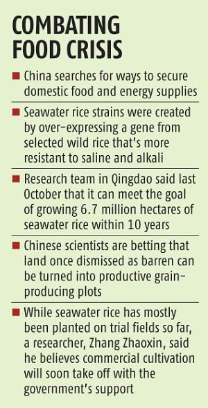 China's answer to rising sea levels, food insecurity: 'seawater rice ...