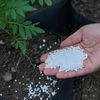 How to Apply Urea Fertilizer for Optimal Plant Growth
