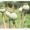 For the first time, Centre allows a private player to process opium