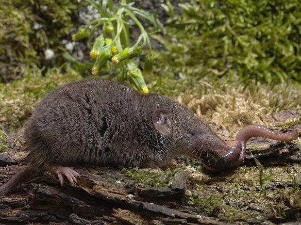 What do we know about the new Langya virus? Do we need to be worried?