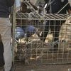Namibian cheetahs arrive in India, PM releases 8 at MP's Kuno National Park