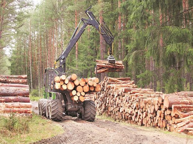 World slips on deforestation, loses cover equal to Ireland's area in ...