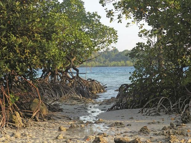 Forest cover goes up by 6.95% in Telangana between 2015 to 2021: Report ...