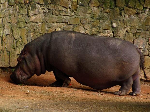 'Cocaine hippos' in India? Experts flag their high maintenance cost ...