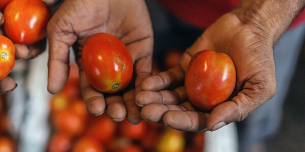 Around 15% of tomatoes go waste at the farm level, 12% at retail: Study ...