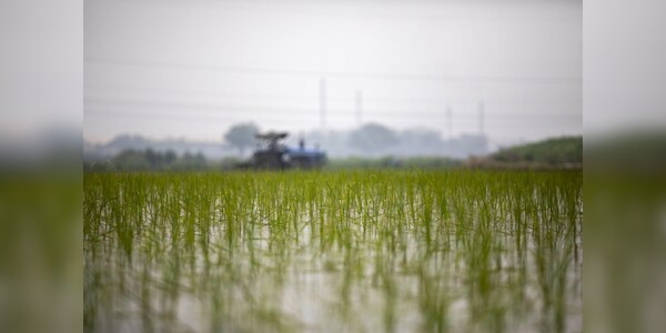 Rice output may hit record 151 million tonnes in 2025-26 season: USDA ...