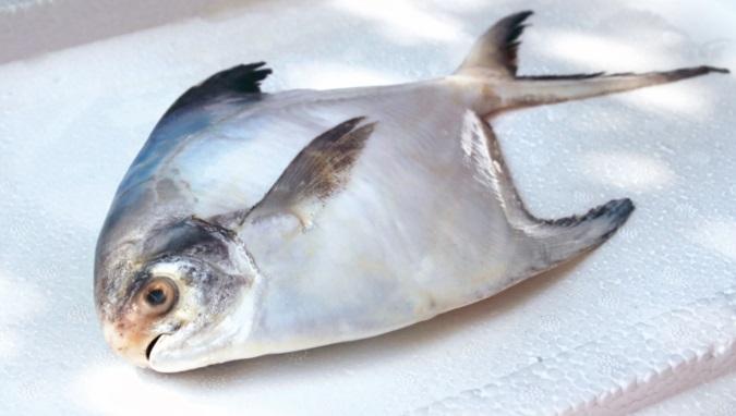 CMFRI to develop lab-grown fish meat for the first time in India ...