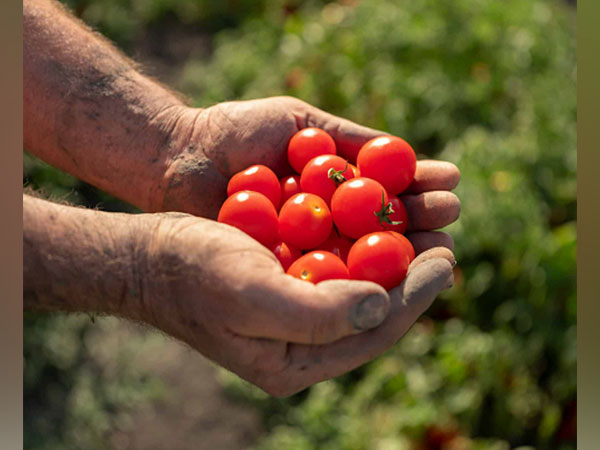 Red Gold Tomatoes from Europe - Farming Perfected in Europe, Now ...