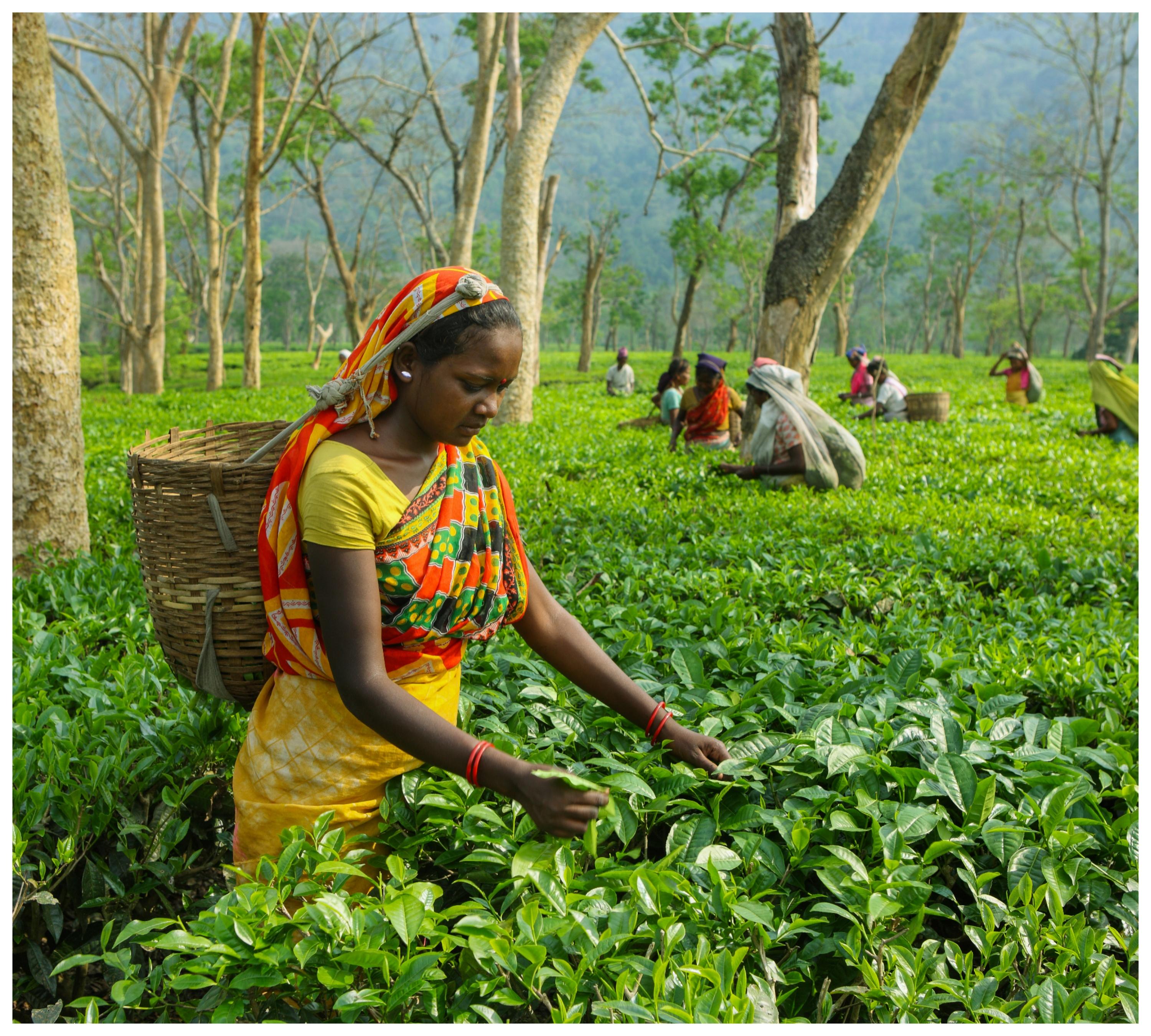 Small tea growers voice concern over 'poor' quality teas flooding ...