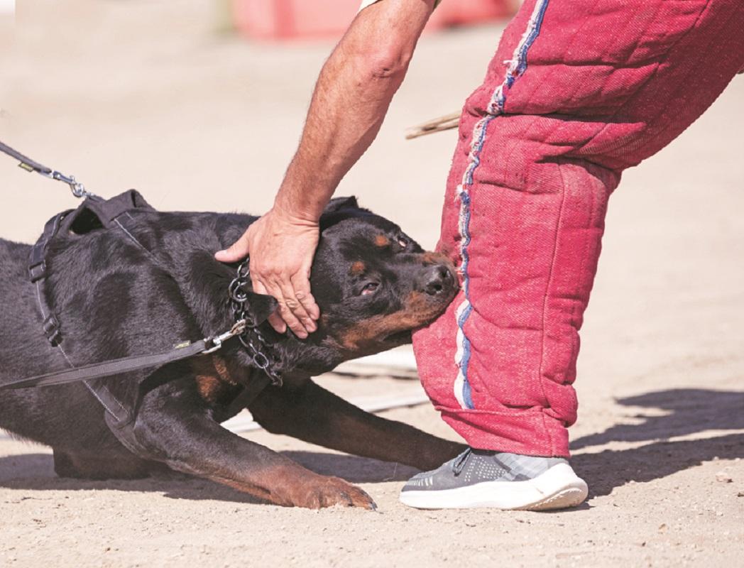 Govt's ban on 'ferocious' dog breeds takes a bite out of pet business ...