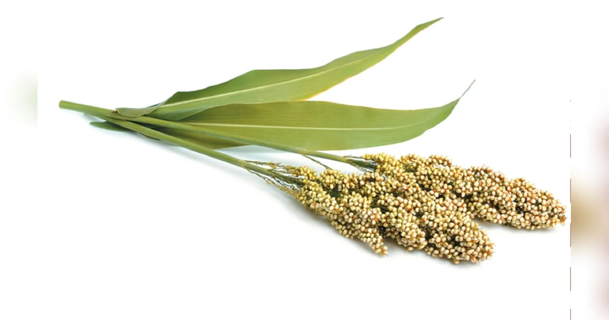 Rajasthan govt surpasses initial target for cooperative millet stores ...