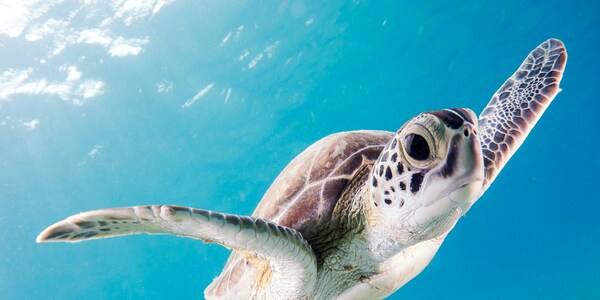 World Turtle Day 2024: Date, history, significance and all you need to ...