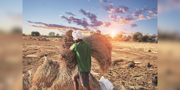 Paddy procurement in UP to start from Oct 1 with 48-hour payment ...