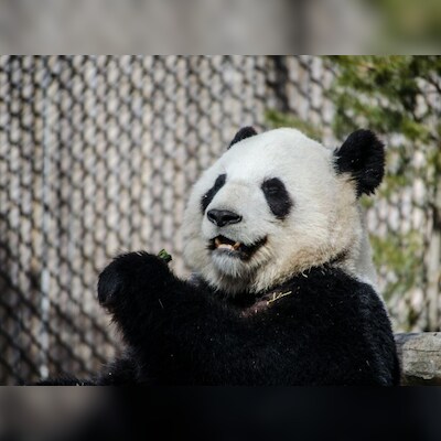 China's panda breeding centre bans 12 tourists for life. Here's why ...