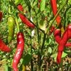 Madhya Pradesh's Khargone chillies set to spice up the world markets ...