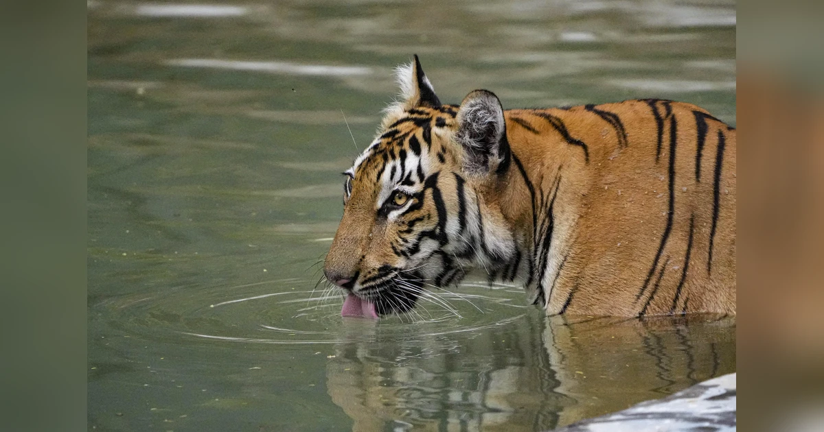 International Tiger Day 2025: History, theme, significance, and more ...