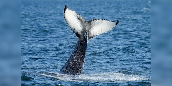 World's rarest whale sighted on New Zealand beach: Scientists | World ...